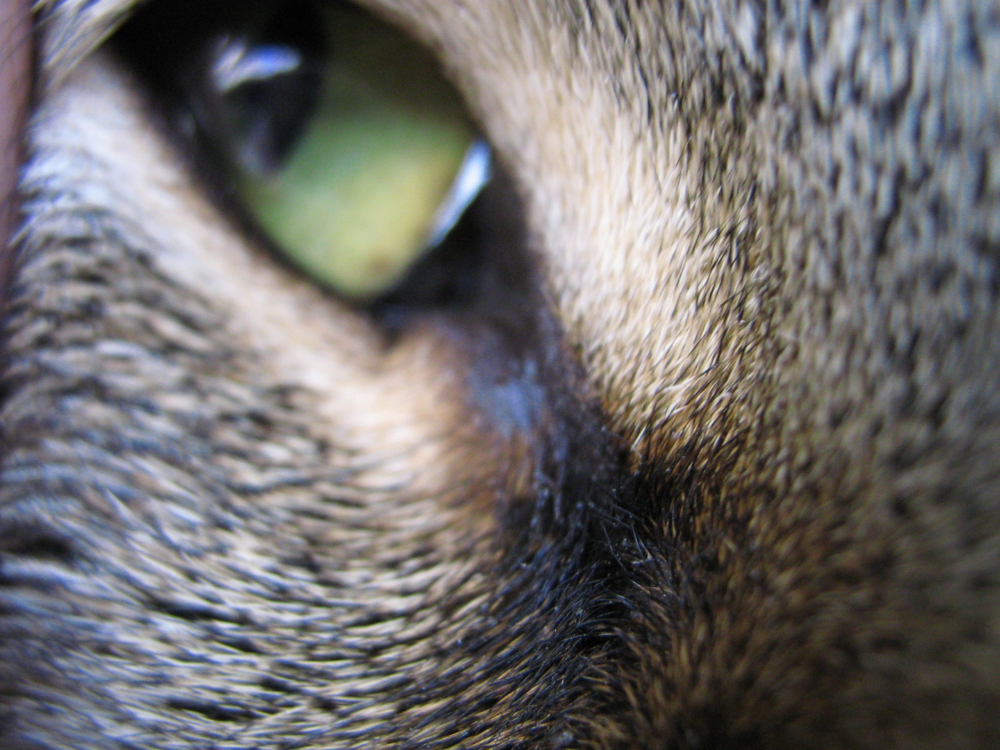 Katzenauge Foto & Bild | tiere, haustiere, katzen Bilder auf fotocommunity