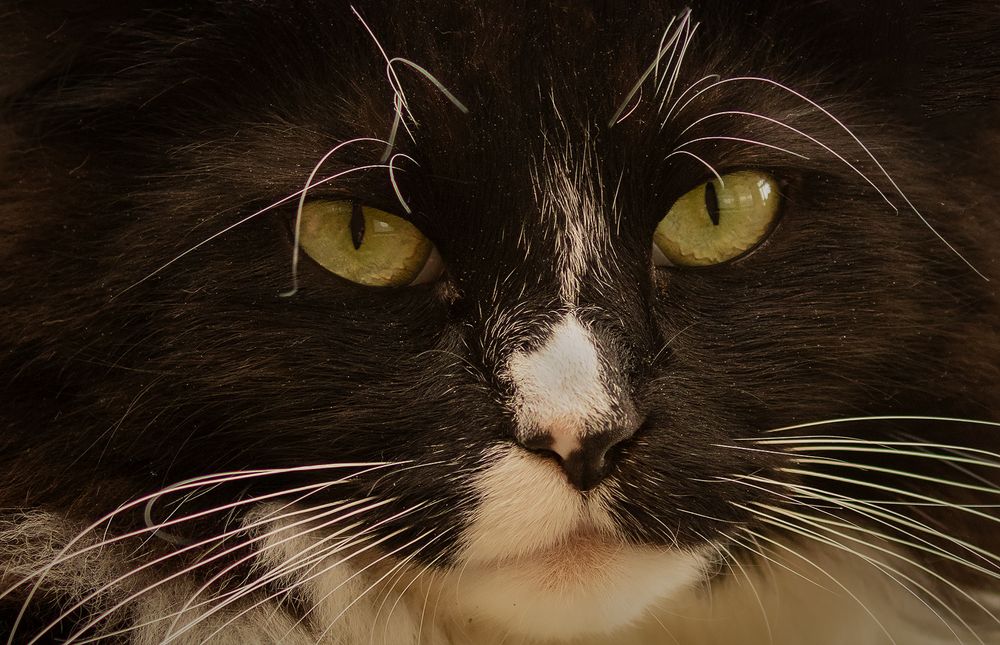 Katzenaugen 001 Foto & Bild | tiere, tierdetails, licht Bilder auf fotocommunity