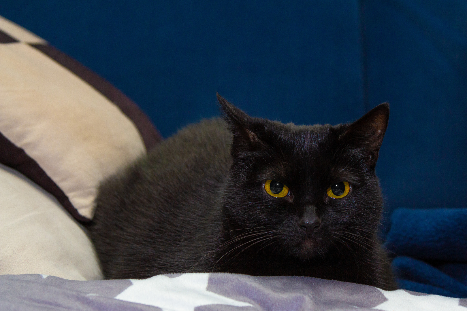 Katzenaugen #1 Foto & Bild | tiere, haustiere, katzen Bilder auf fotocommunity