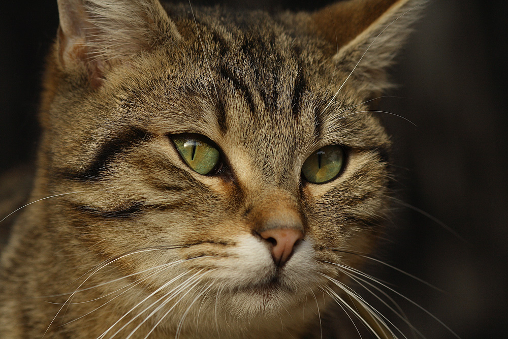 Katzenaugen Foto & Bild | tiere, haustiere, katzen Bilder auf fotocommunity