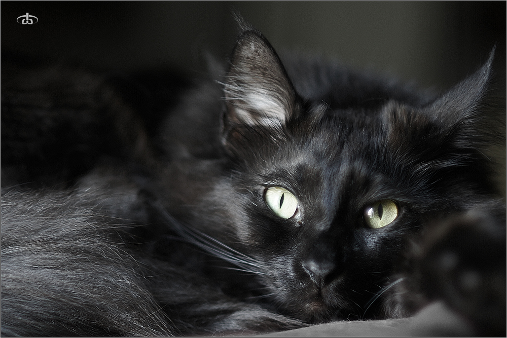 katzenaugen Foto & Bild | tiere, haustiere, katzen Bilder auf fotocommunity