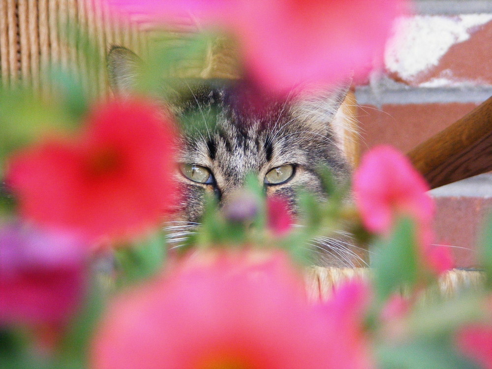 Katzenaugen Foto & Bild | tiere, haustiere, katzen Bilder auf fotocommunity