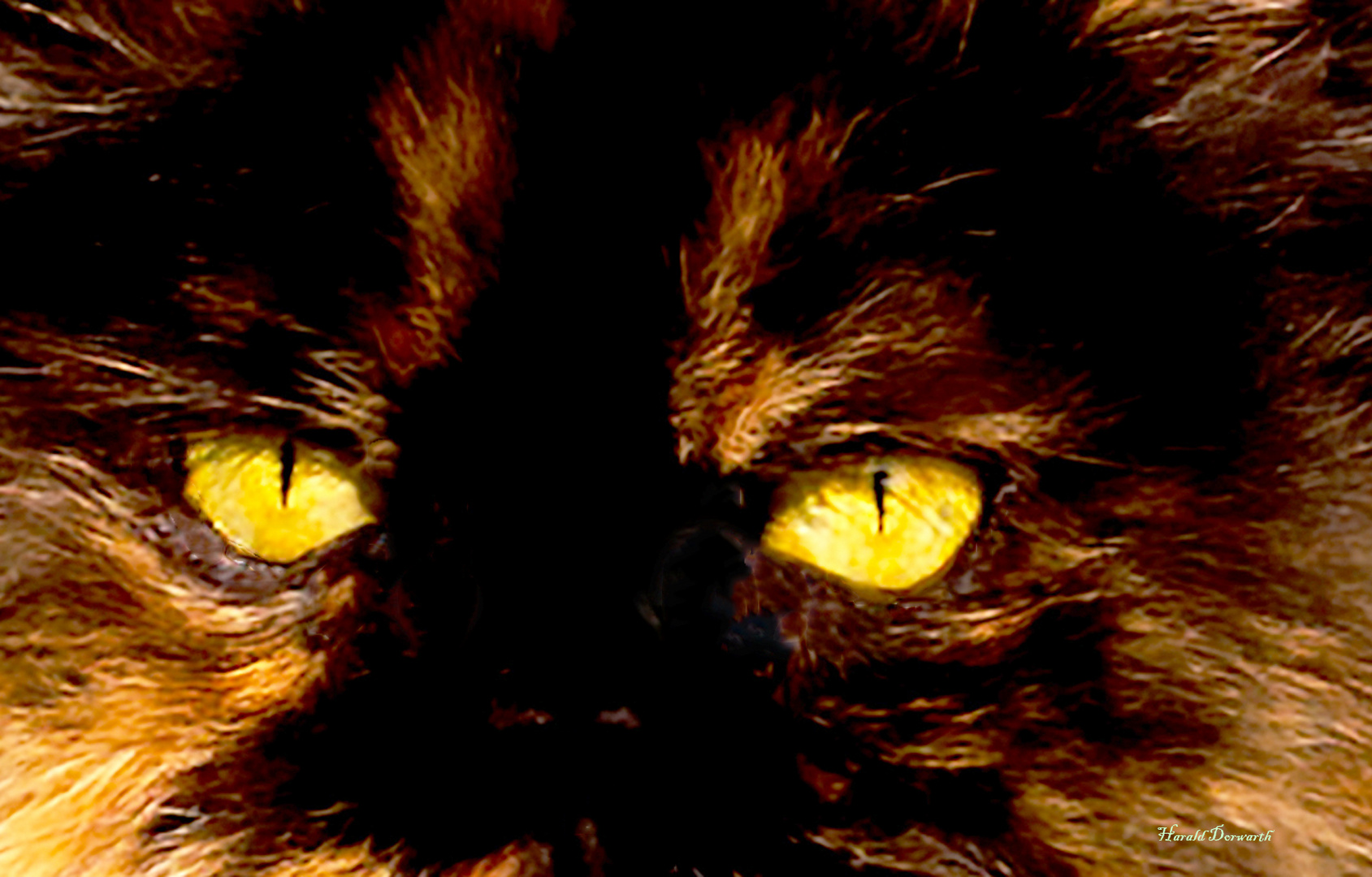 Katzenaugen Foto & Bild | natur, katzen, tiere Bilder auf fotocommunity