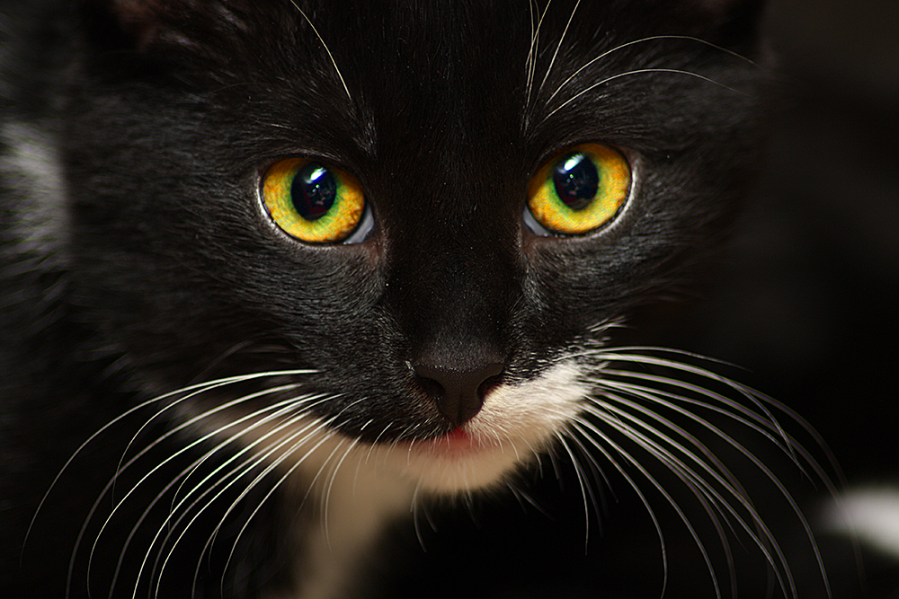 Katzenaugen #2 Foto & Bild | tiere, haustiere, katzen Bilder auf fotocommunity