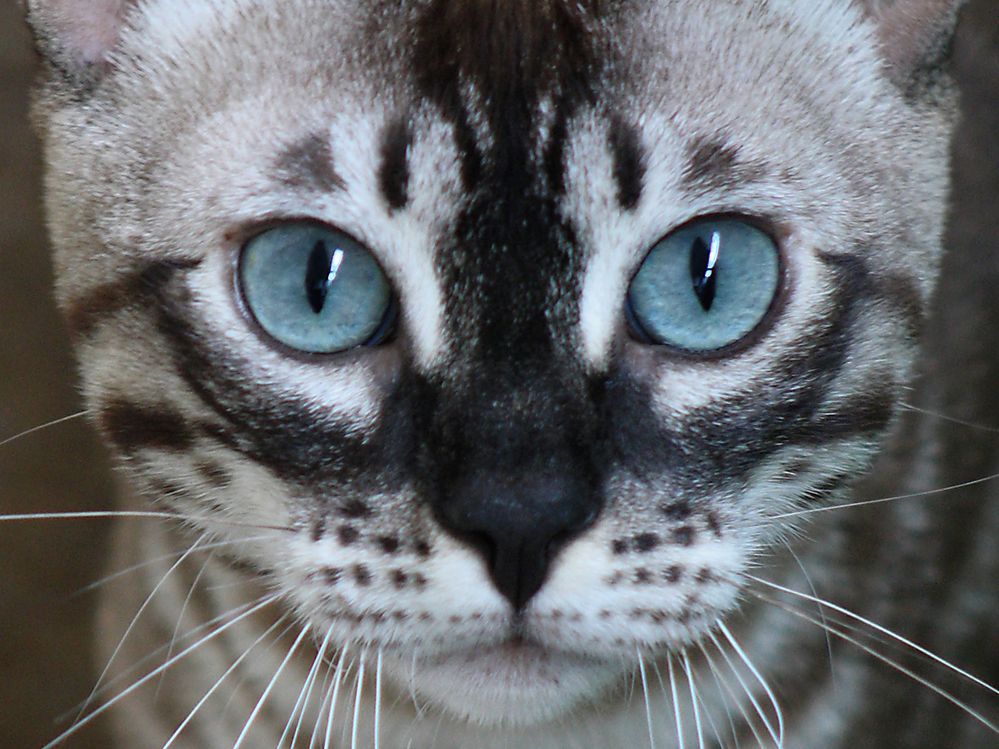 Katzenaugen Foto & Bild | auge, natur, katze Bilder auf fotocommunity