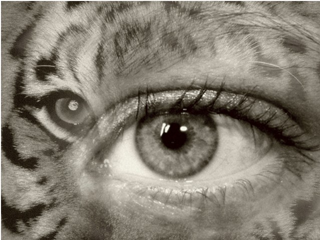 Katzenauge(n) Foto & Bild | mix Bilder auf fotocommunity