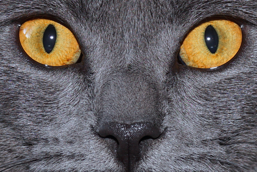 Katzenaugen Foto & Bild | tiere, haustiere, katzen Bilder auf fotocommunity