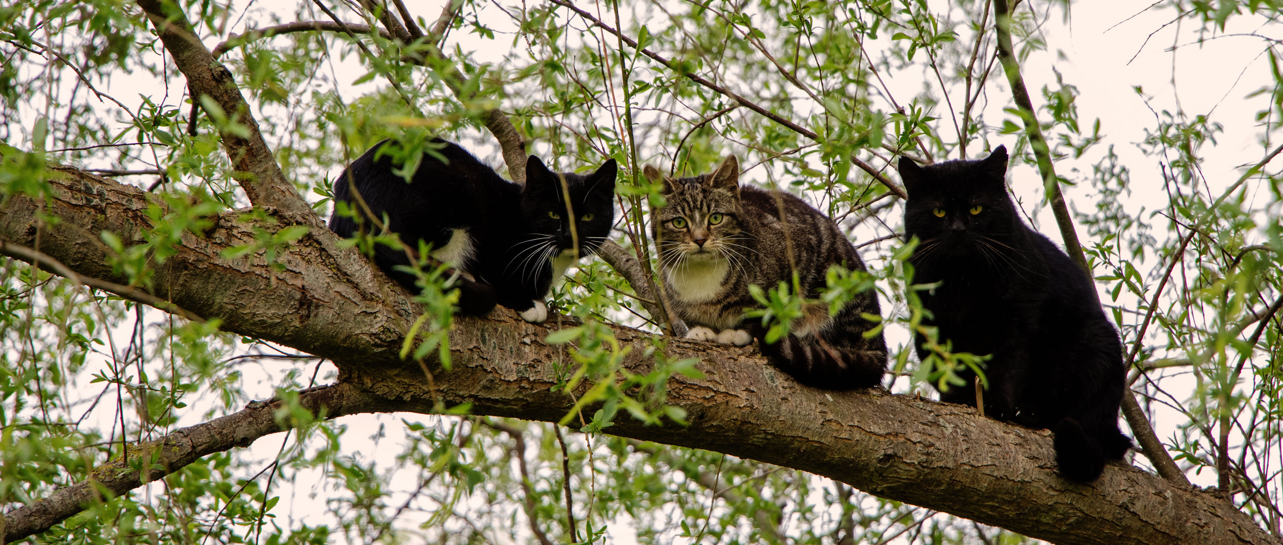 ~ Katzenaugen ~ Foto & Bild | natur, landschaft, tiere Bilder auf fotocommunity
