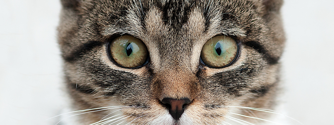 Katzenaugen Foto & Bild | tiere, tierdetails, grün Bilder auf fotocommunity