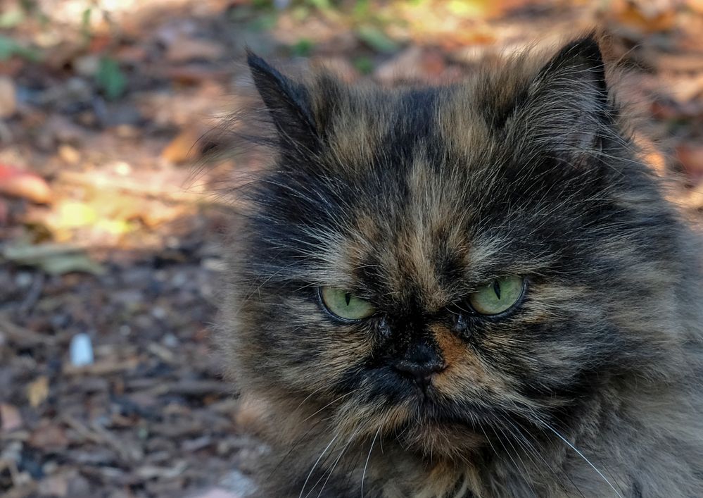 Katzenaugen Foto & Bild | dokumentation, katzen, tiere Bilder auf fotocommunity