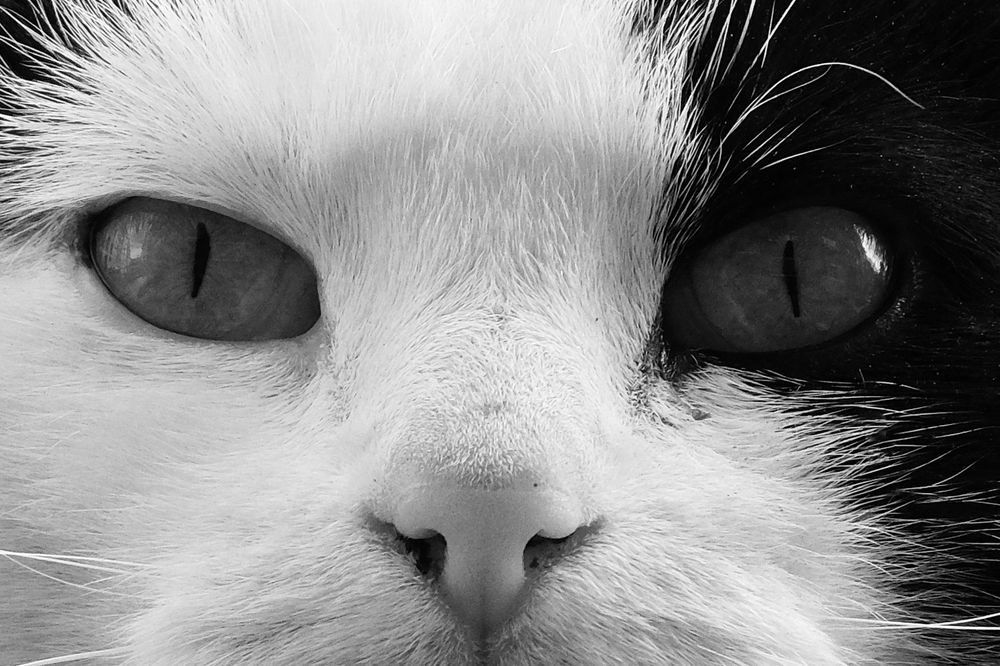 Katzenaugen... Foto & Bild | natur, tiere, haustiere Bilder auf fotocommunity