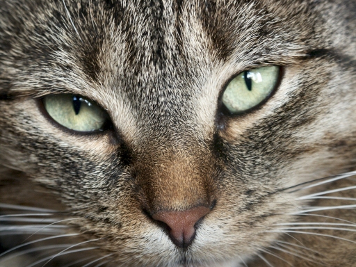 Katzenaugen Foto & Bild | tiere, tigris, natur Bilder auf fotocommunity