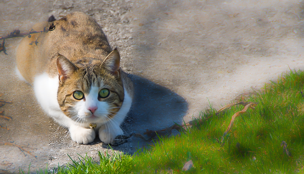 Katzenaugen Foto & Bild | tiere, haustiere, katzen Bilder auf fotocommunity
