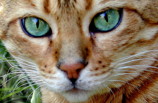 Katzenaugen ... Foto & Bild | tiere, haustiere, natur Bilder auf fotocommunity