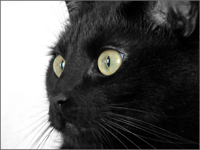 katzenaugen Foto & Bild | tiere, haustiere, katzen Bilder auf fotocommunity