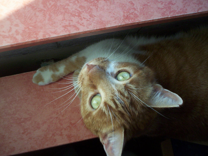 Katzenaugen Foto & Bild | tiere, haustiere, katzen Bilder auf fotocommunity