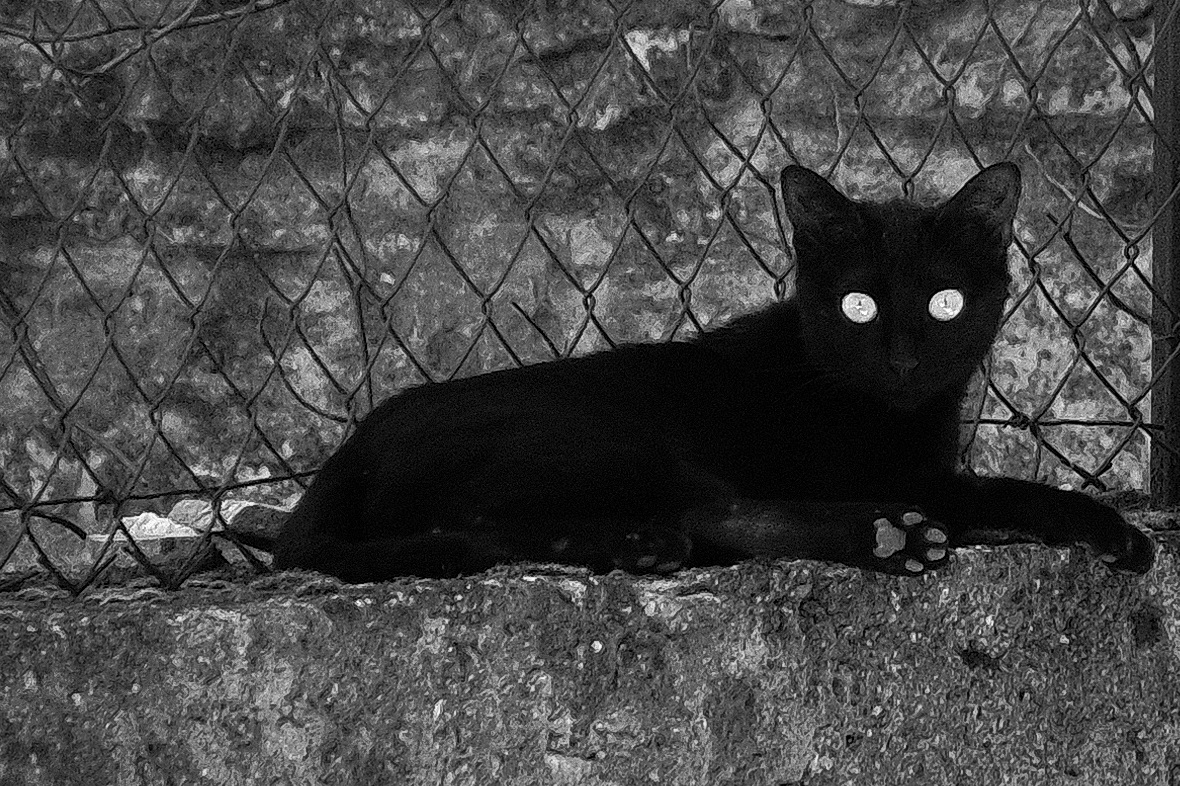 Katzenaugen Foto & Bild | natur, tiere, haustiere Bilder auf fotocommunity