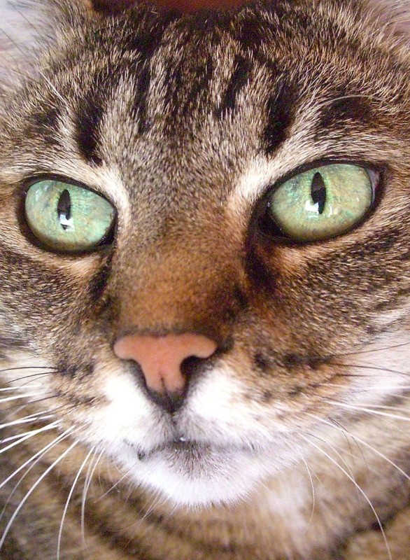 Katzenaugen Foto & Bild | tiere, haustiere, katzen Bilder auf fotocommunity