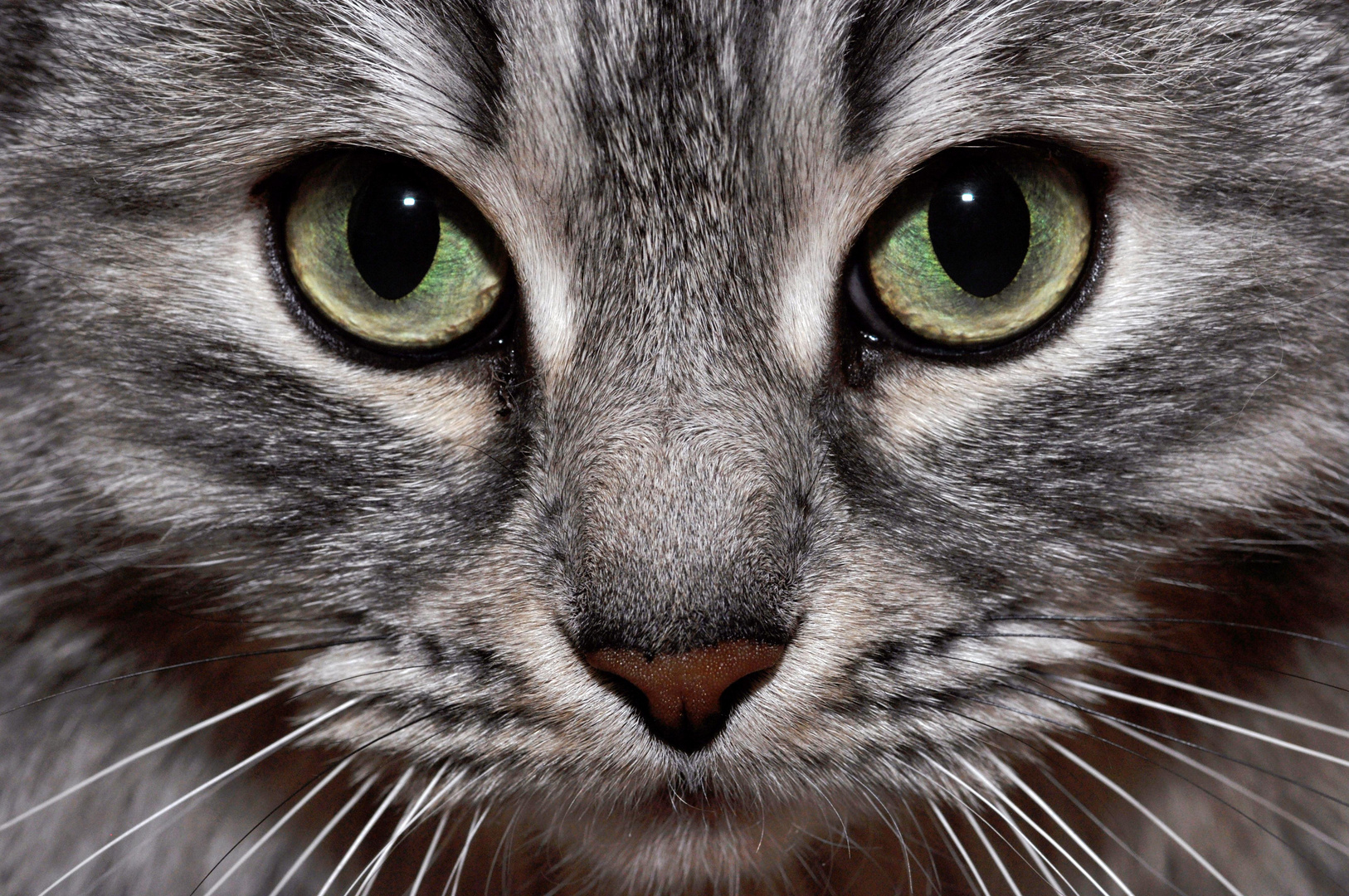 Katzenaugen Foto & Bild | tiere, haustiere, katzen Bilder auf fotocommunity