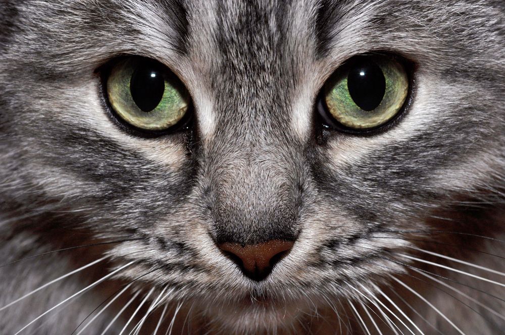 Katzenaugen Foto & Bild | tiere, haustiere, katzen Bilder auf fotocommunity