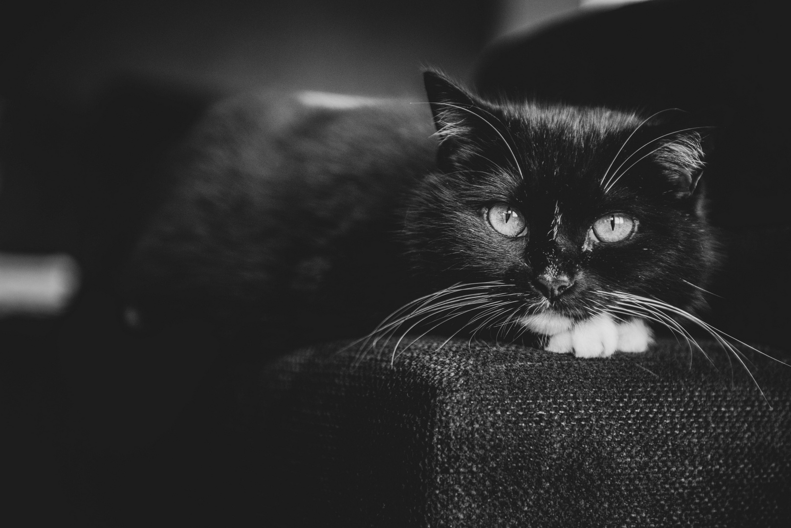 Katzenaugen Foto & Bild | tiere, haustiere, katzen Bilder auf fotocommunity