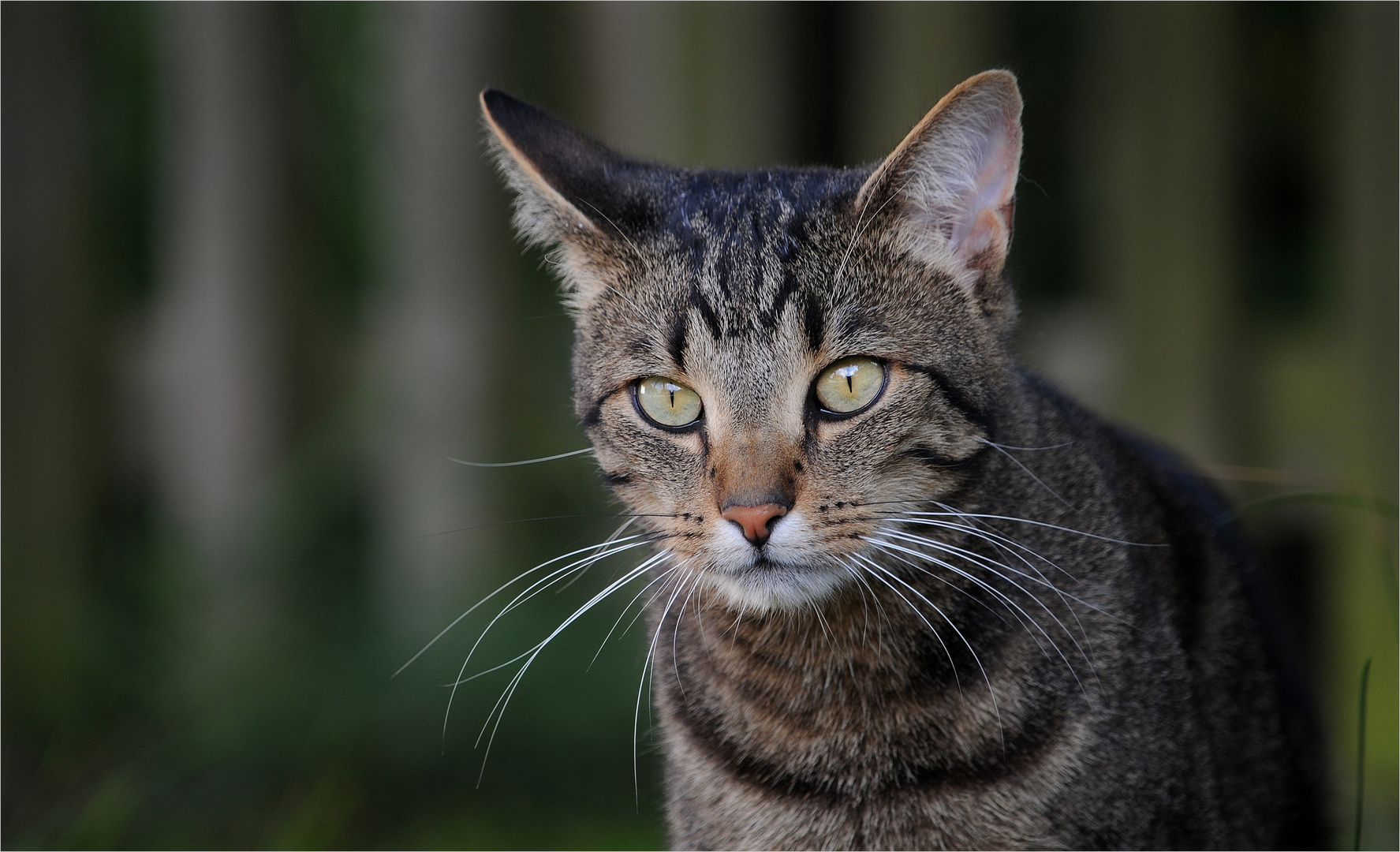 *Katzen°Augen°Blick* Foto & Bild | natur, katzen, blick Bilder auf fotocommunity