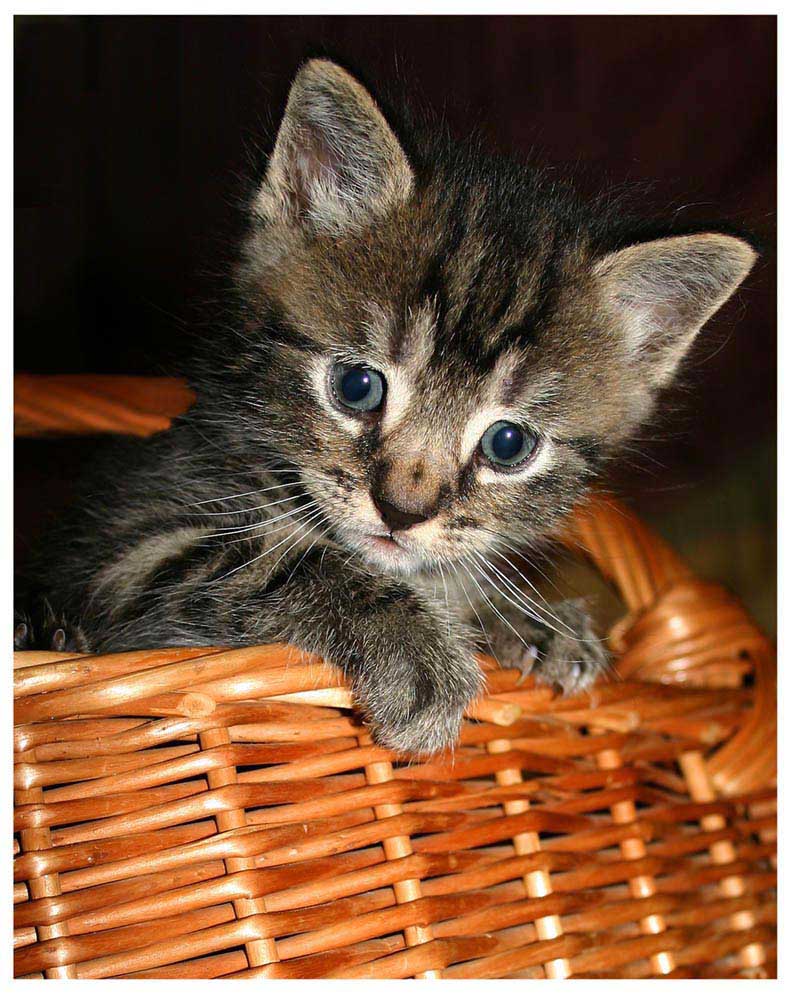 Katzenbaby Foto & Bild | tiere, haustiere, katzen Bilder auf fotocommunity