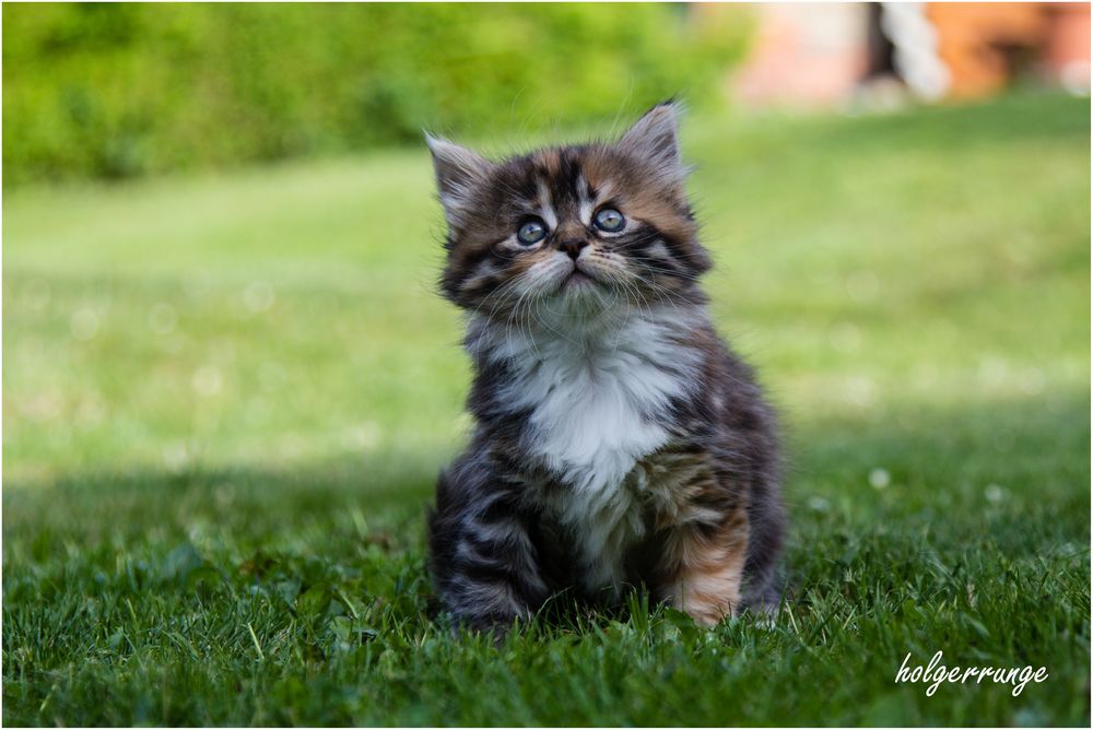 Katzenbabys 2 Foto & Bild | natur, tiere, haustiere Bilder auf ...