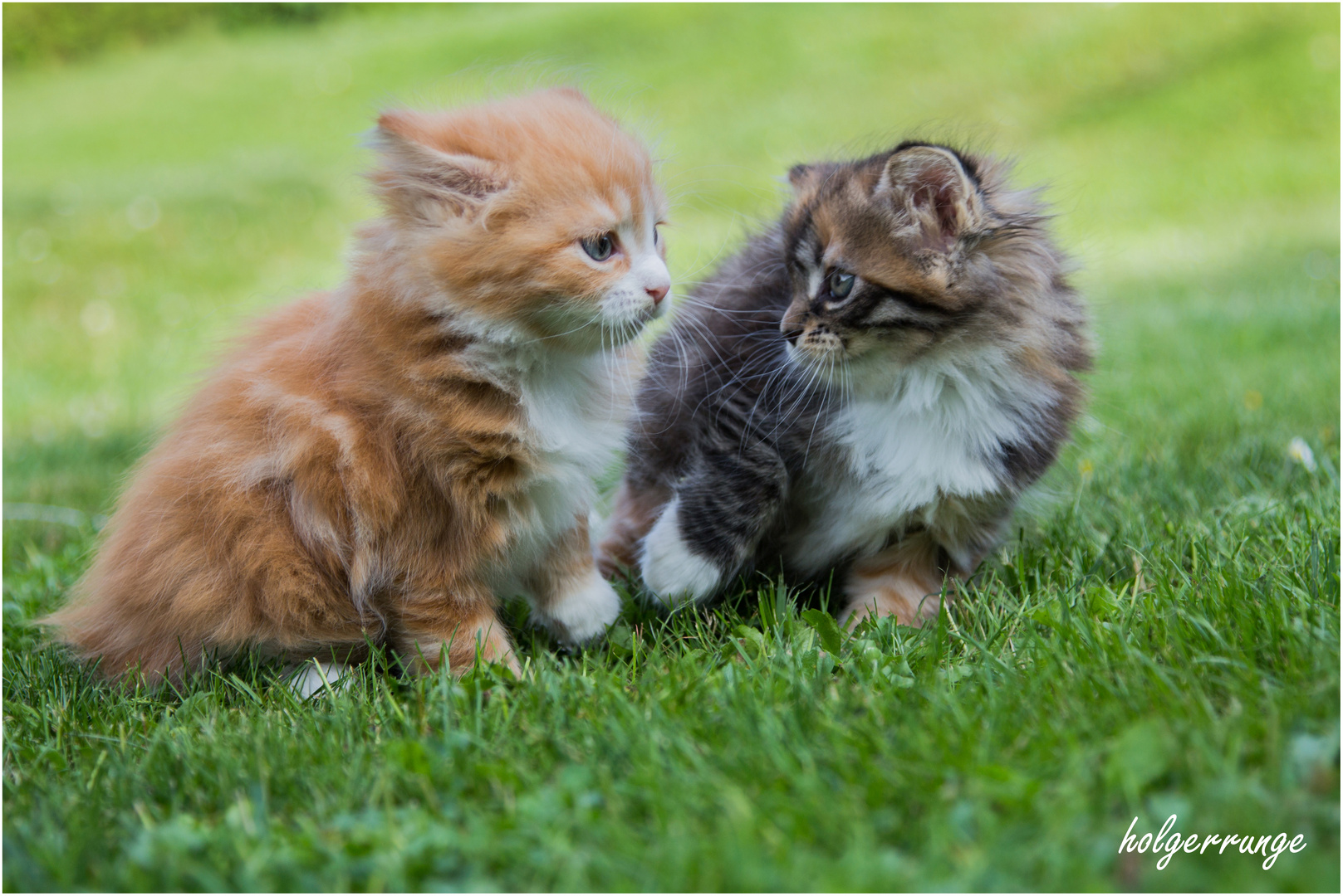 Katzenbabys 3 Foto & Bild | natur, tiere, haustiere Bilder auf fotocommunity