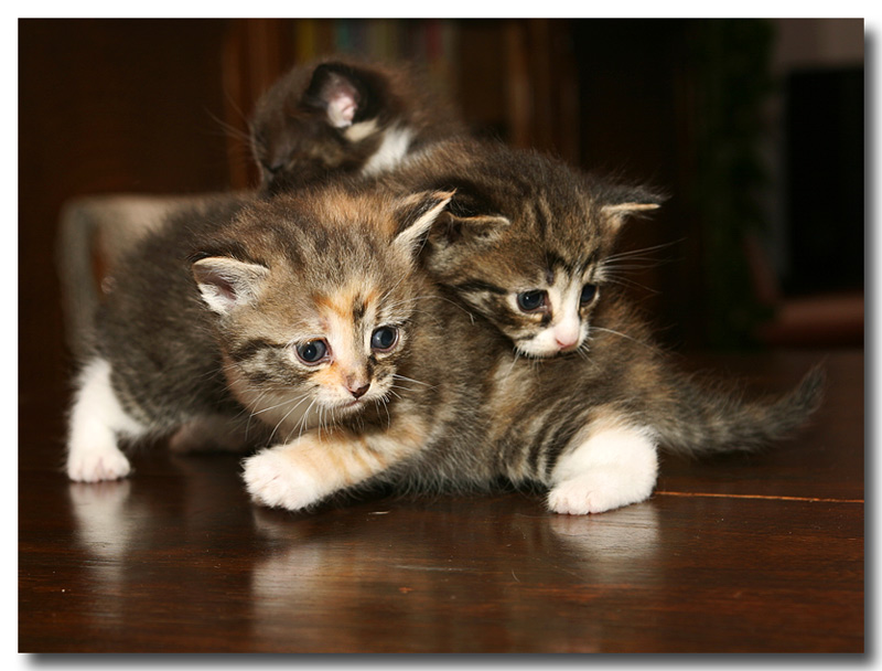 KatzenBabys... Foto & Bild | tiere, haustiere, katzen Bilder auf ...