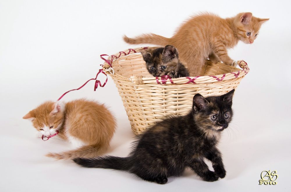 Katzenbabys Foto & Bild | tiere, tierkinder, natur Bilder auf fotocommunity