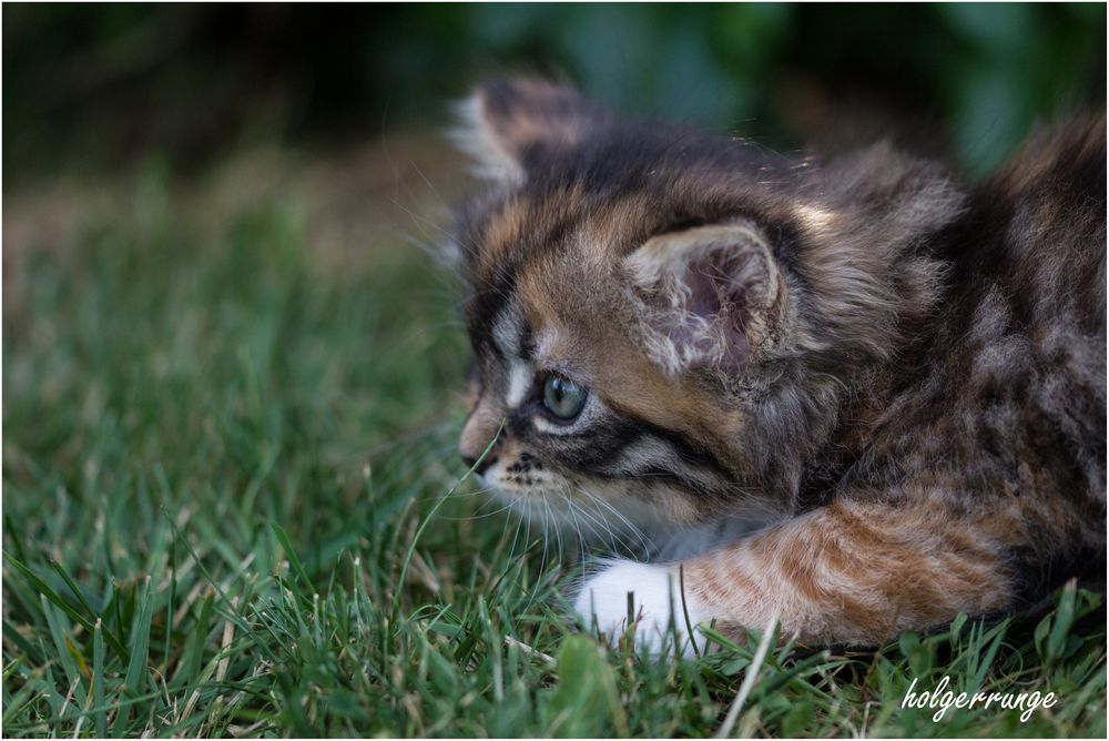 Katzenbabys 6 Foto & Bild | natur, tiere, haustiere Bilder auf ...