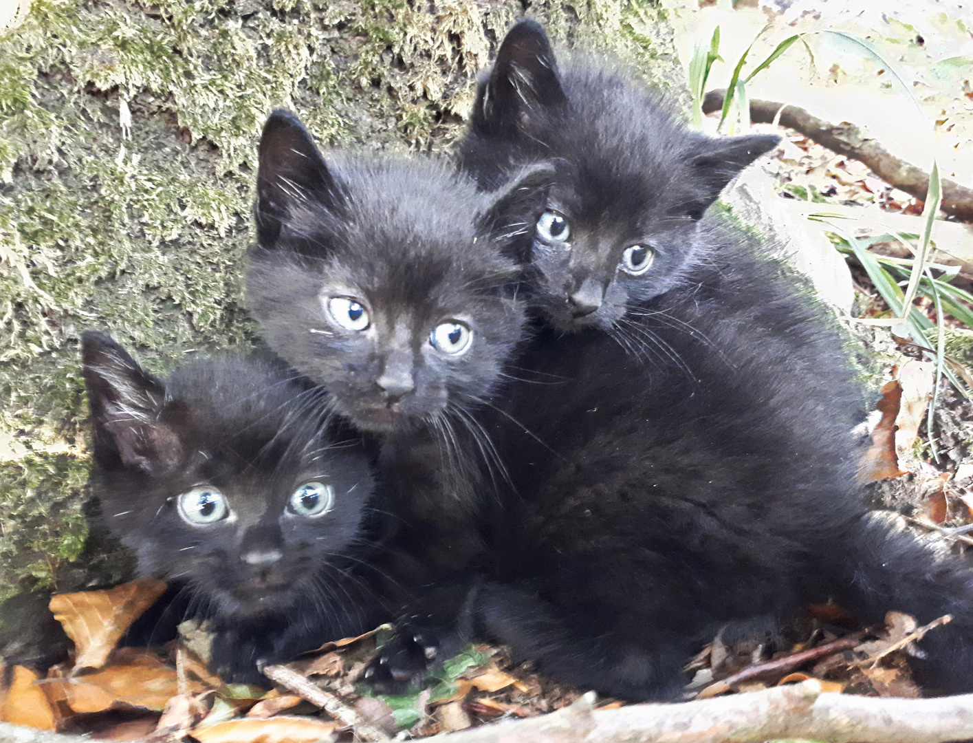 Katzenbabys Foto & Bild | wald, natur, katze Bilder auf fotocommunity