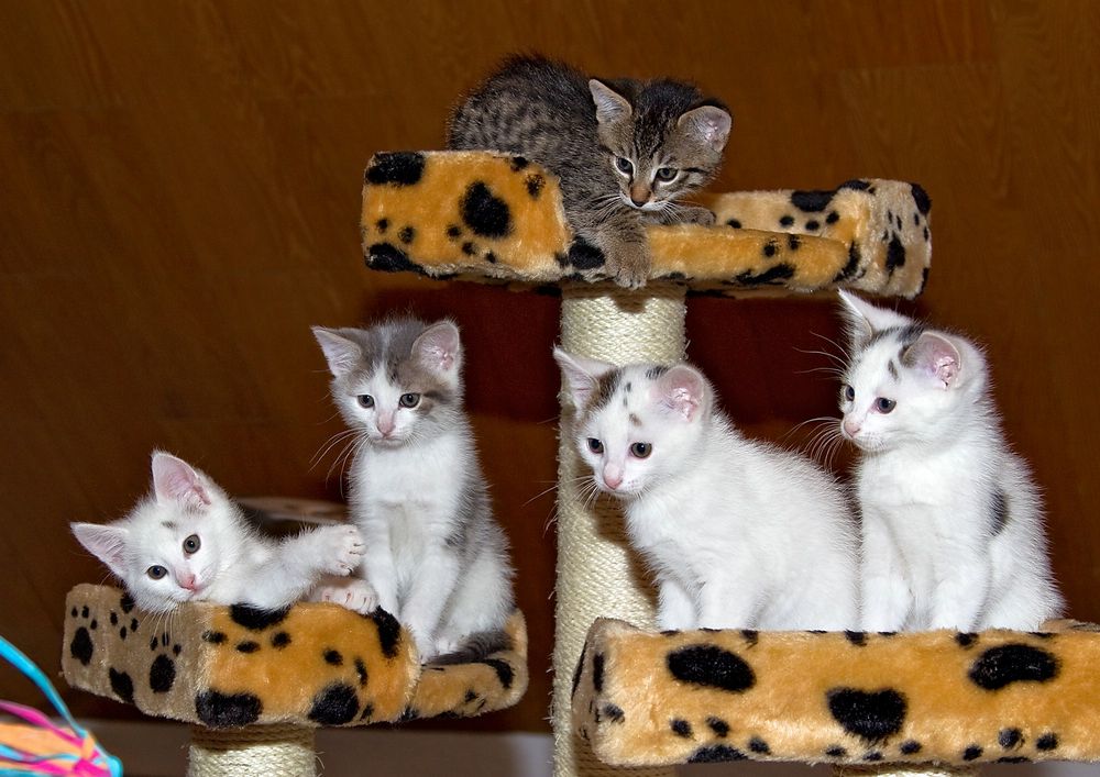 Katzenbabys Foto & Bild | tiere, haustiere, katzen Bilder auf fotocommunity