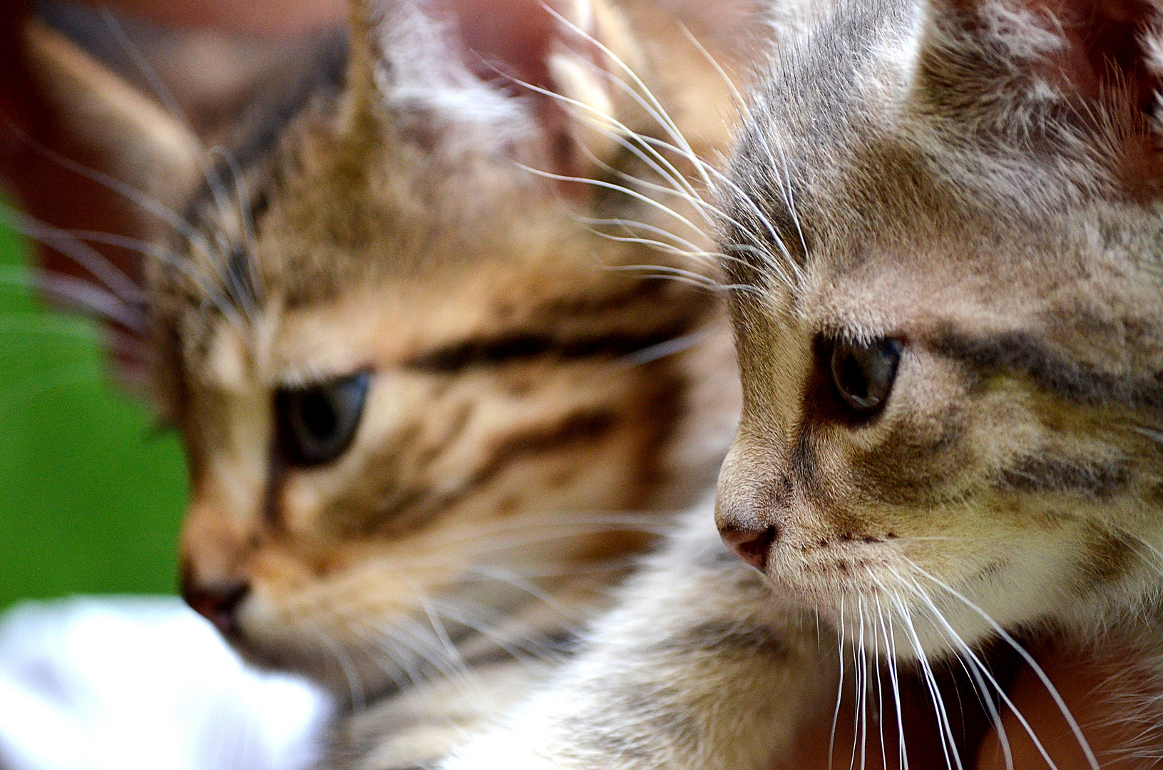 Katzenbabys Foto & Bild | tiere, tierkinder, augen Bilder auf fotocommunity