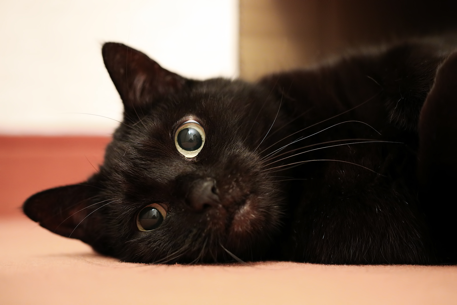 Katzenbilder gehen ja eigentlich immer... Foto & Bild | natur, katze ...