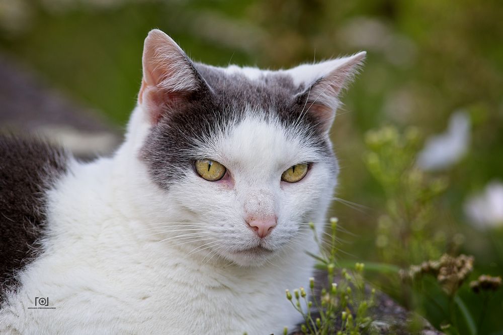 Katzenblick... Foto & Bild | tiere, haustiere, katzen Bilder auf fotocommunity