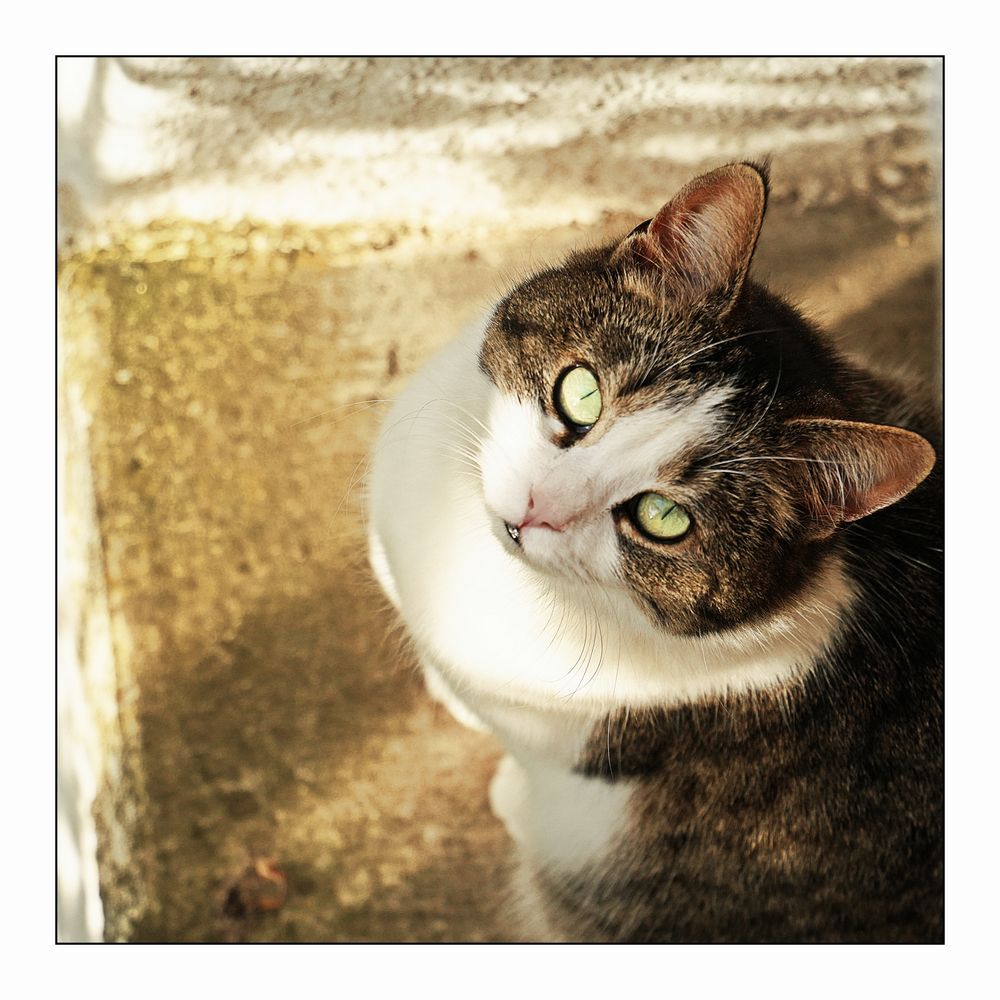 Katzenblick Foto & Bild | tiere, haustiere, katzen Bilder auf fotocommunity