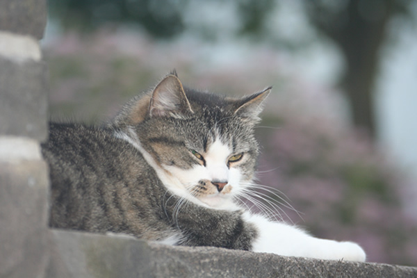 Katzenblick Foto & Bild | natur, tiere, youth Bilder auf fotocommunity