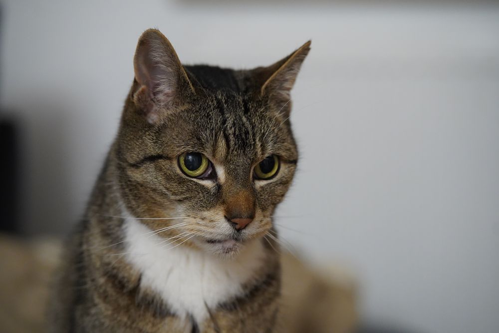 Katzenfoto Foto & Bild | tiere, haustiere, katzen Bilder auf fotocommunity