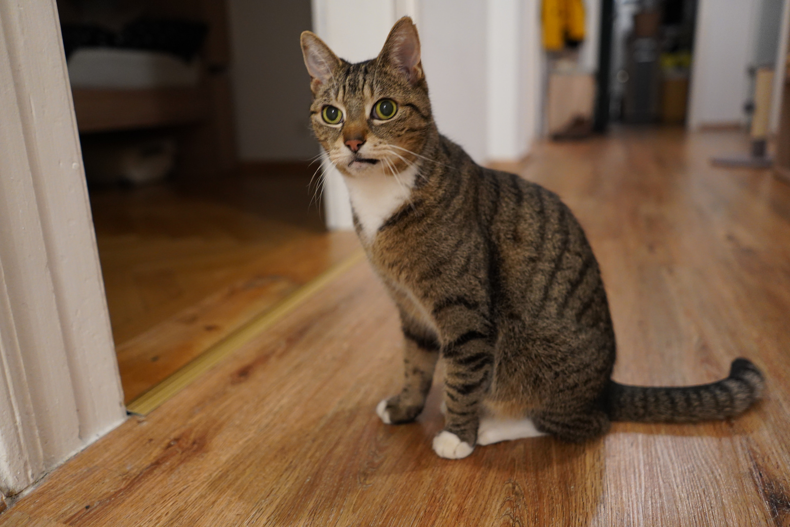 Katzenfoto Foto & Bild | natur, katzen, tiere Bilder auf fotocommunity