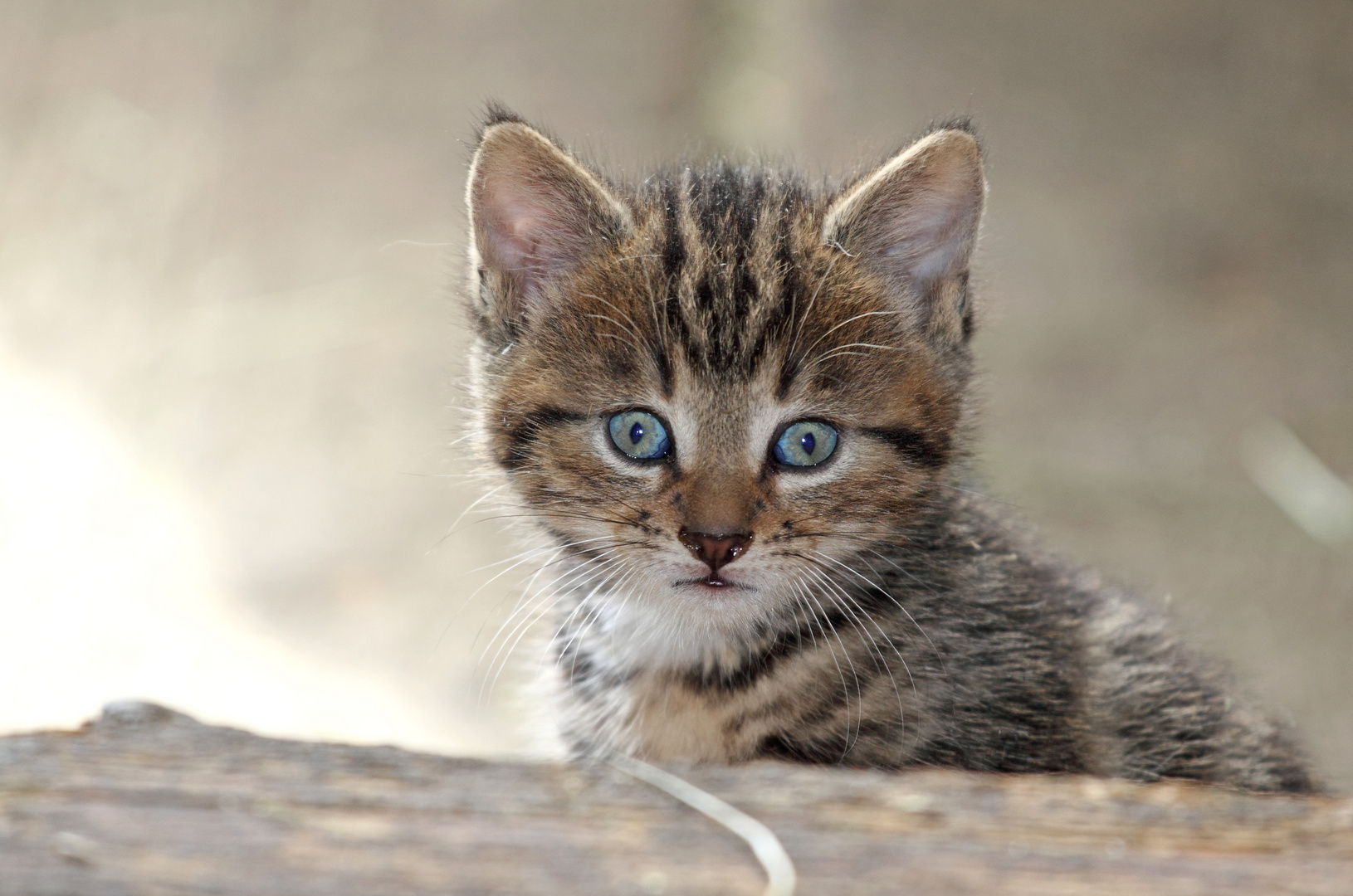 Katzenjunges Foto & Bild | tiere, haustiere, katzen Bilder auf ...