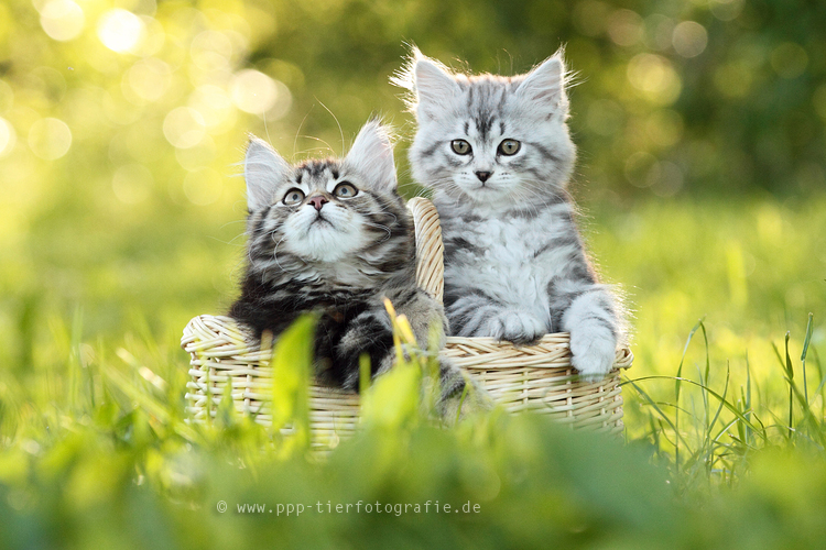 Katzenkinder im Frühling Foto & Bild | tiere, haustiere, katzen Bilder auf fotocommunity