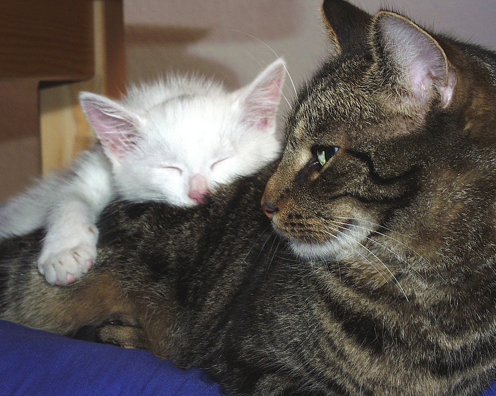 Katzenliebe Foto & Bild | tiere, haustiere, katzen Bilder auf fotocommunity