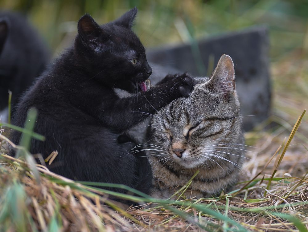 Katzenliebe ... Foto & Bild | tiere, haustiere, katzen Bilder auf ...