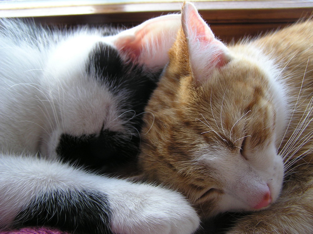 Katzenliebe Foto & Bild | tiere, tierfreundschaften, katzen Bilder auf ...