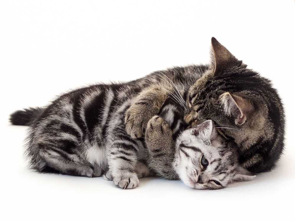 Katzenliebe Foto & Bild | hauskatze, katzen, haustiere Bilder auf ...