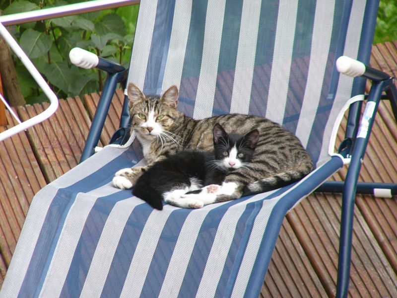 Katzenpaar 4 Foto & Bild | tiere, haustiere, katzen Bilder auf fotocommunity