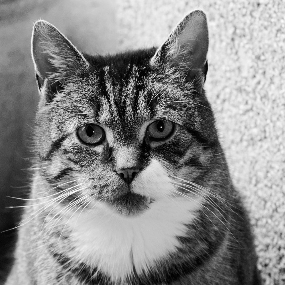 Katzenporträt Foto & Bild | tiere, haustiere, katzen Bilder auf fotocommunity