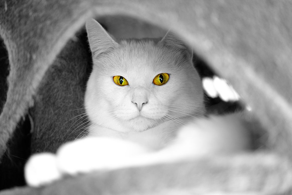 Katzenportrait Foto & Bild | tiere, haustiere, katzen Bilder auf fotocommunity